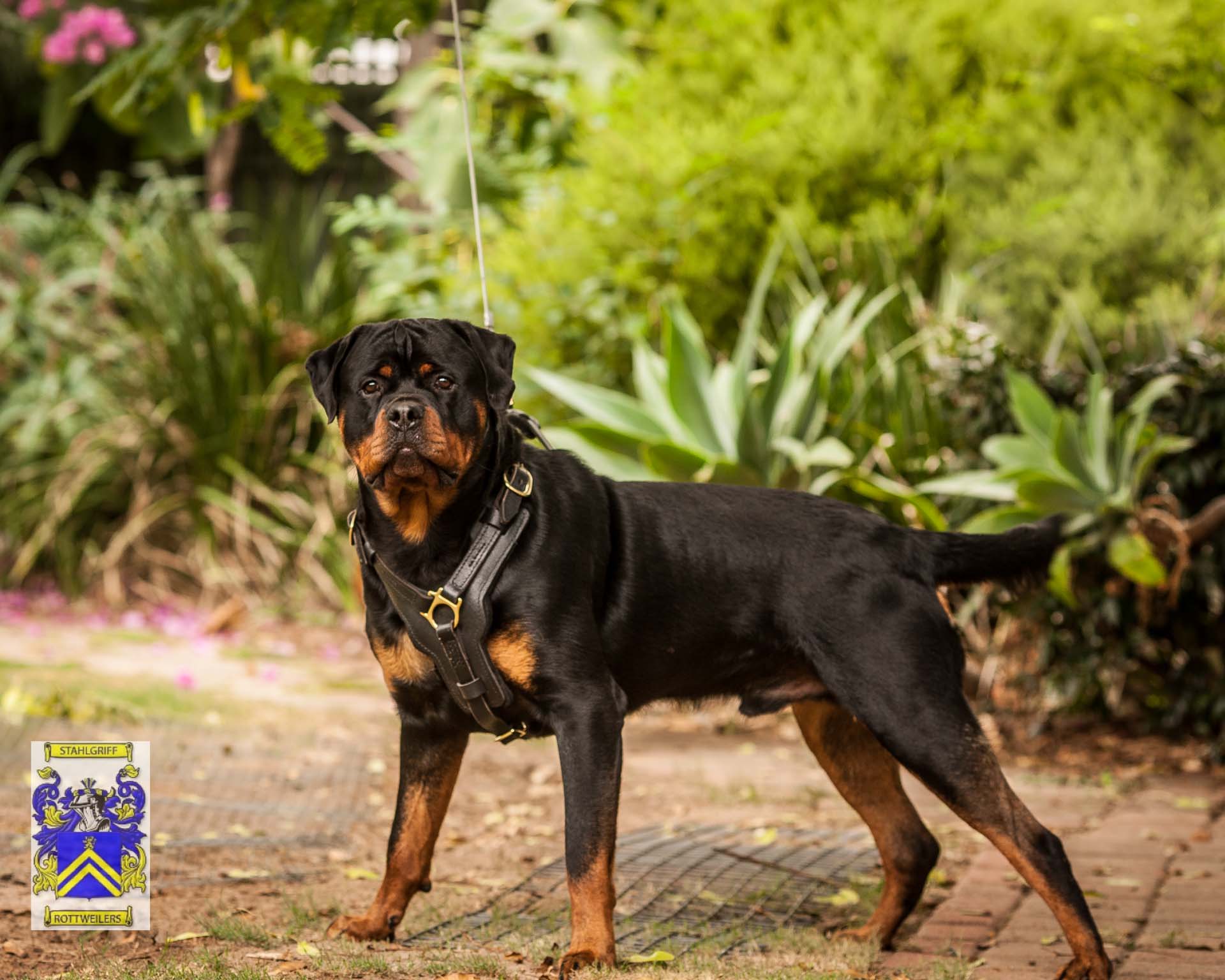 STAHLGRIFF ROTTWEILERS